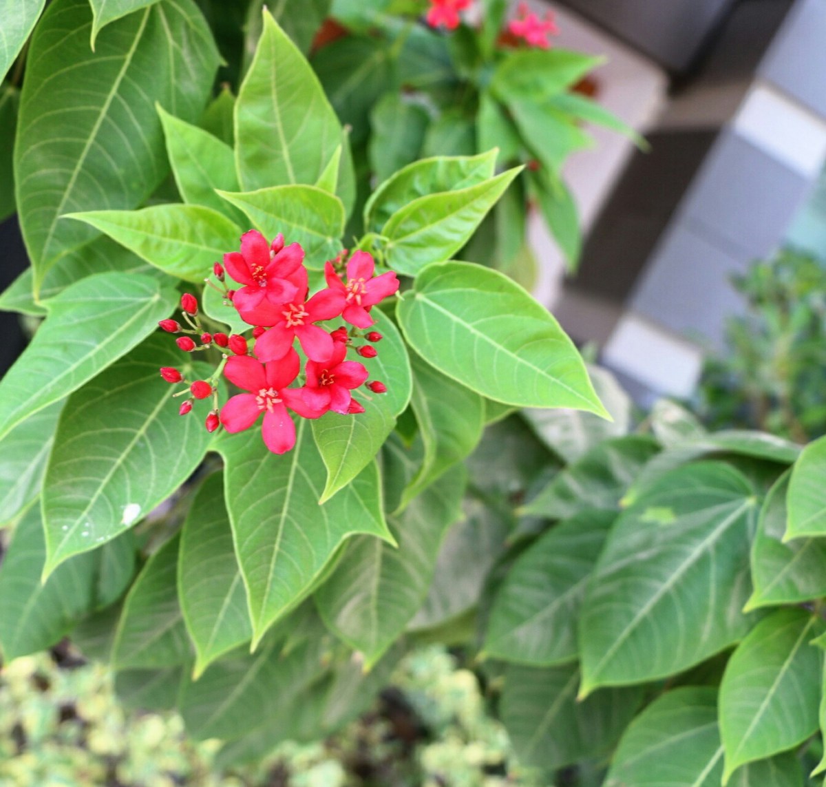 غزل۔۔۔۔۔۔از سعدیہ بتول – SofiaLog