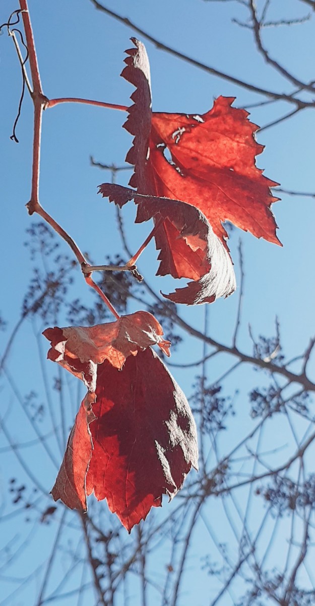 Seasons ________Aeeba Qazi – SofiaLog